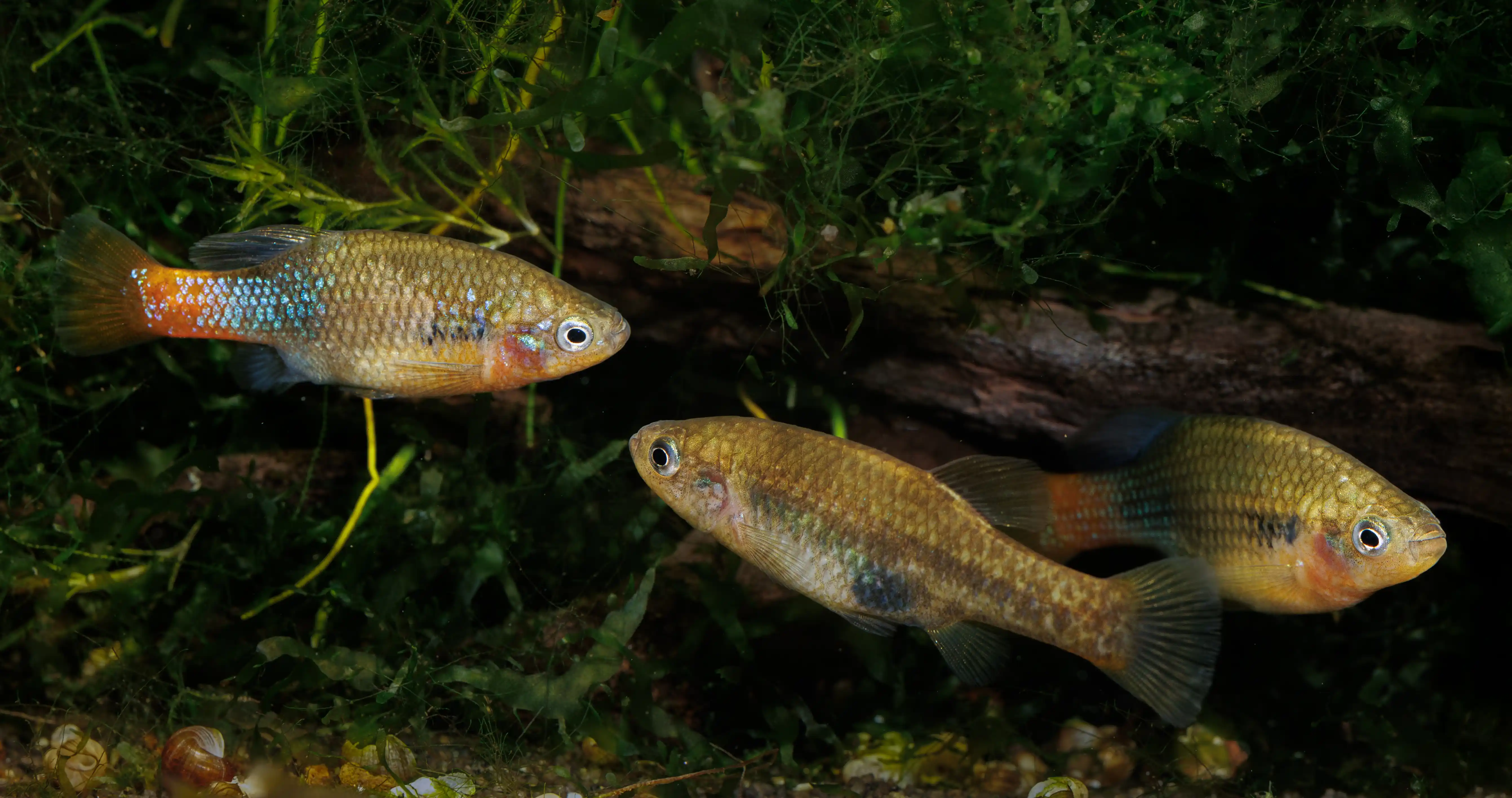 Colourful goodeids - San Marcos redtail splitfin - Practical Fishkeeping