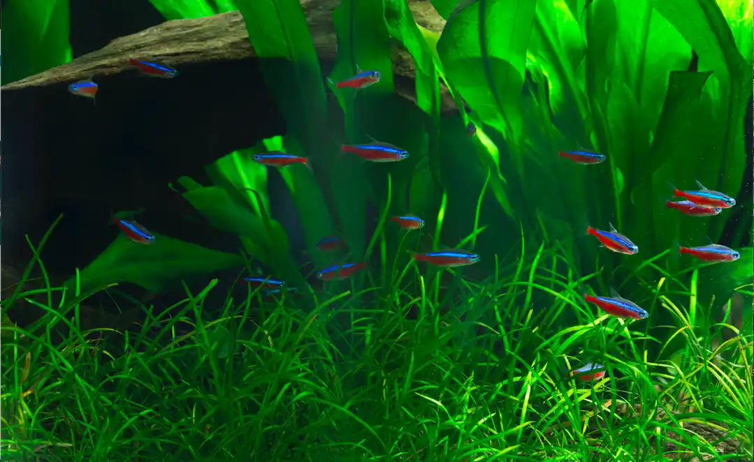 The beginners guide: picking your first tropical aquarium fish ...