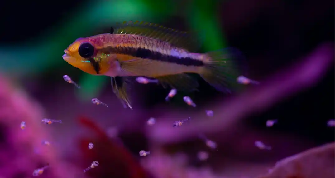 Six tropical fish of value to breed at home - Practical Fishkeeping