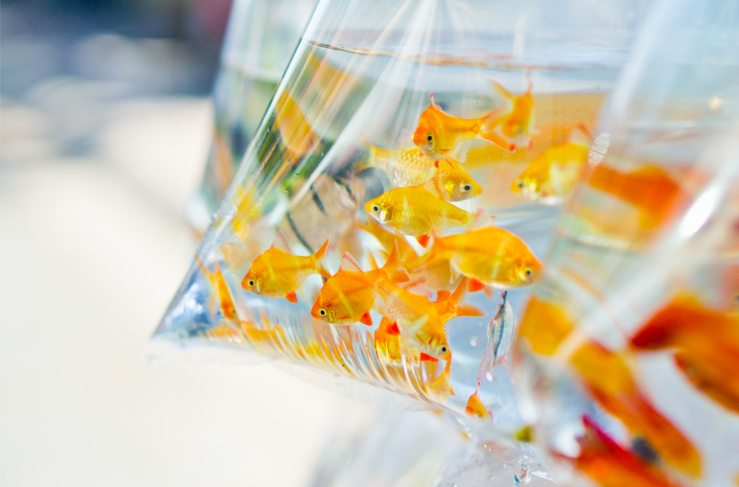 How do I rehome these fish? - Practical Fishkeeping