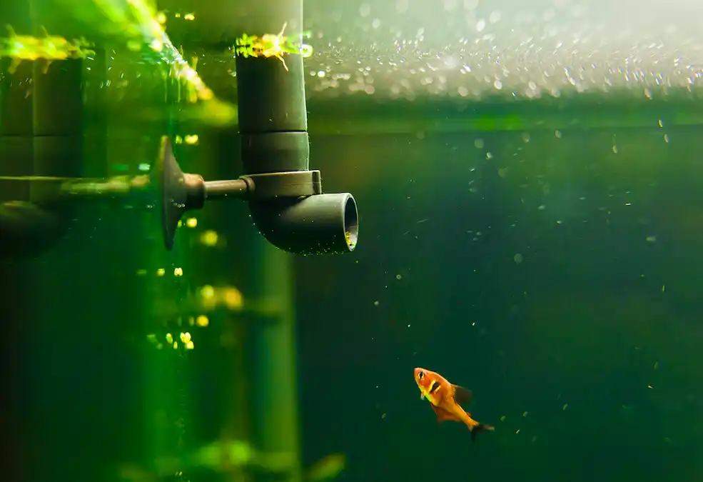 Why is this dirt coming out of my filters? - Practical Fishkeeping