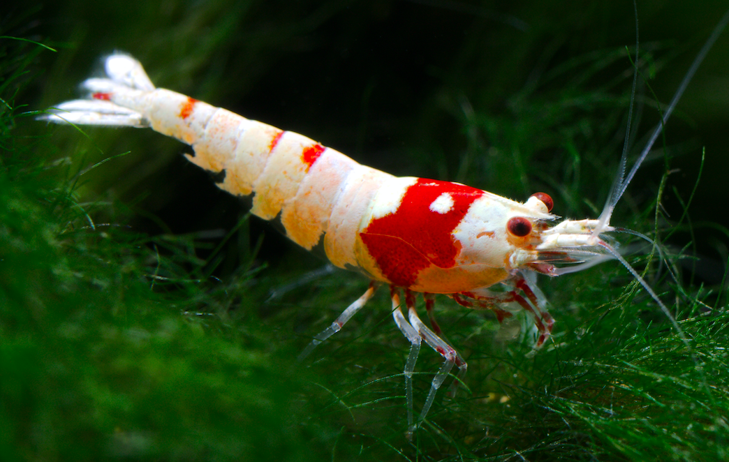 Will algae killers harm my shrimp? - Practical Fishkeeping