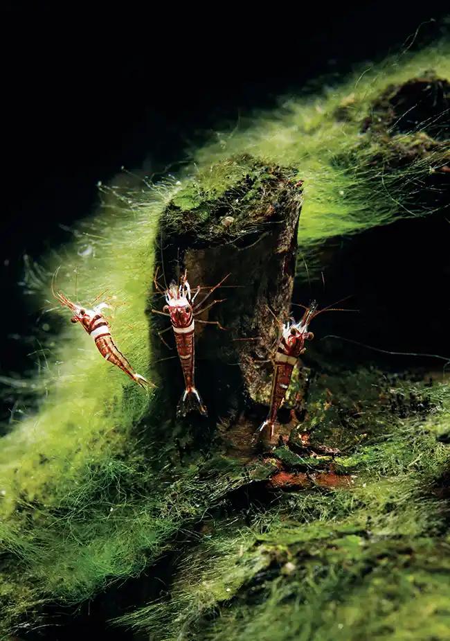 The jewels of Sulawesi - Practical Fishkeeping