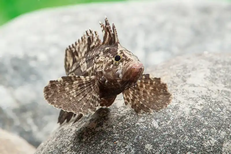 A Sting in the Name - Practical Fishkeeping