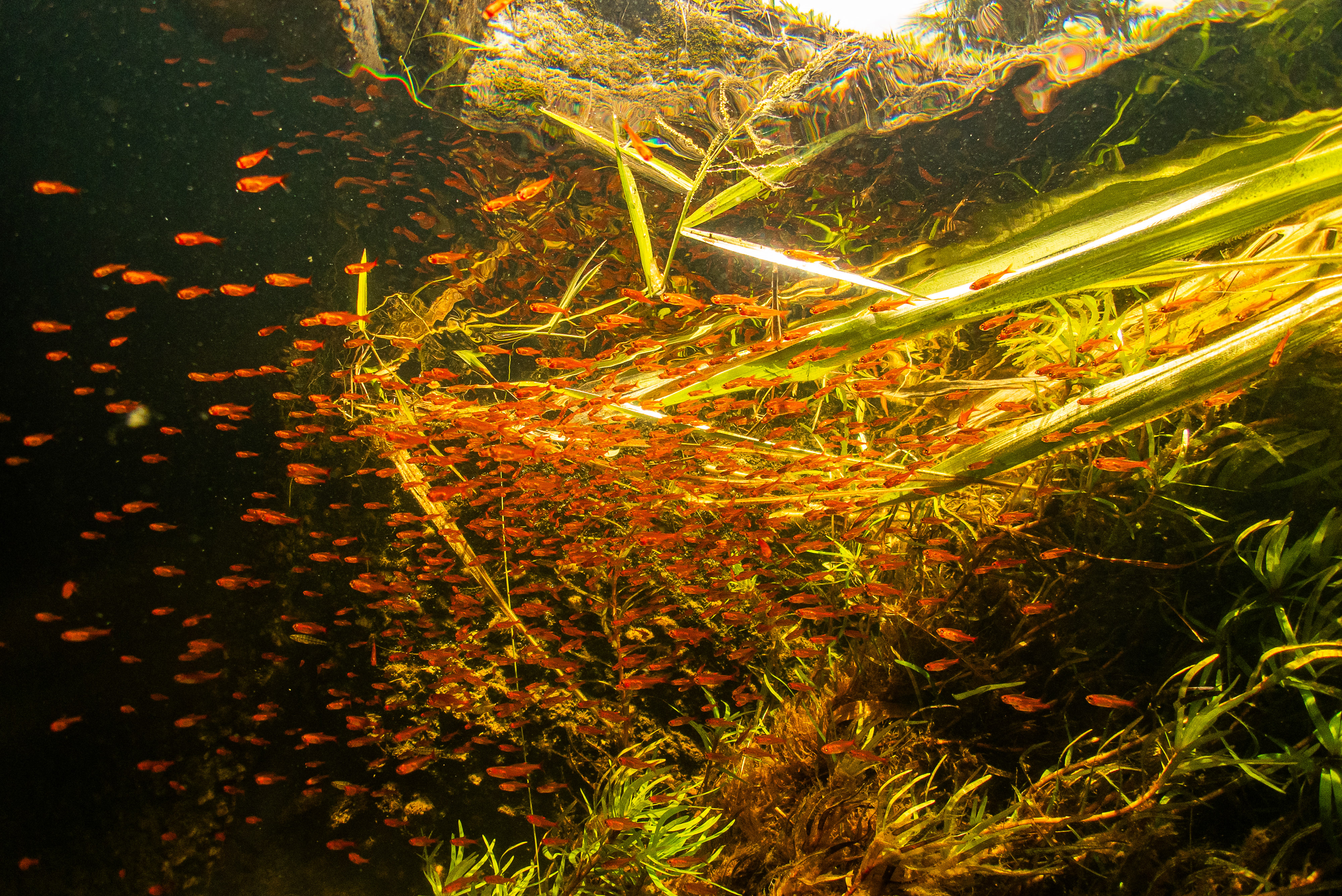 Do fish have a three second memory? - Practical Fishkeeping