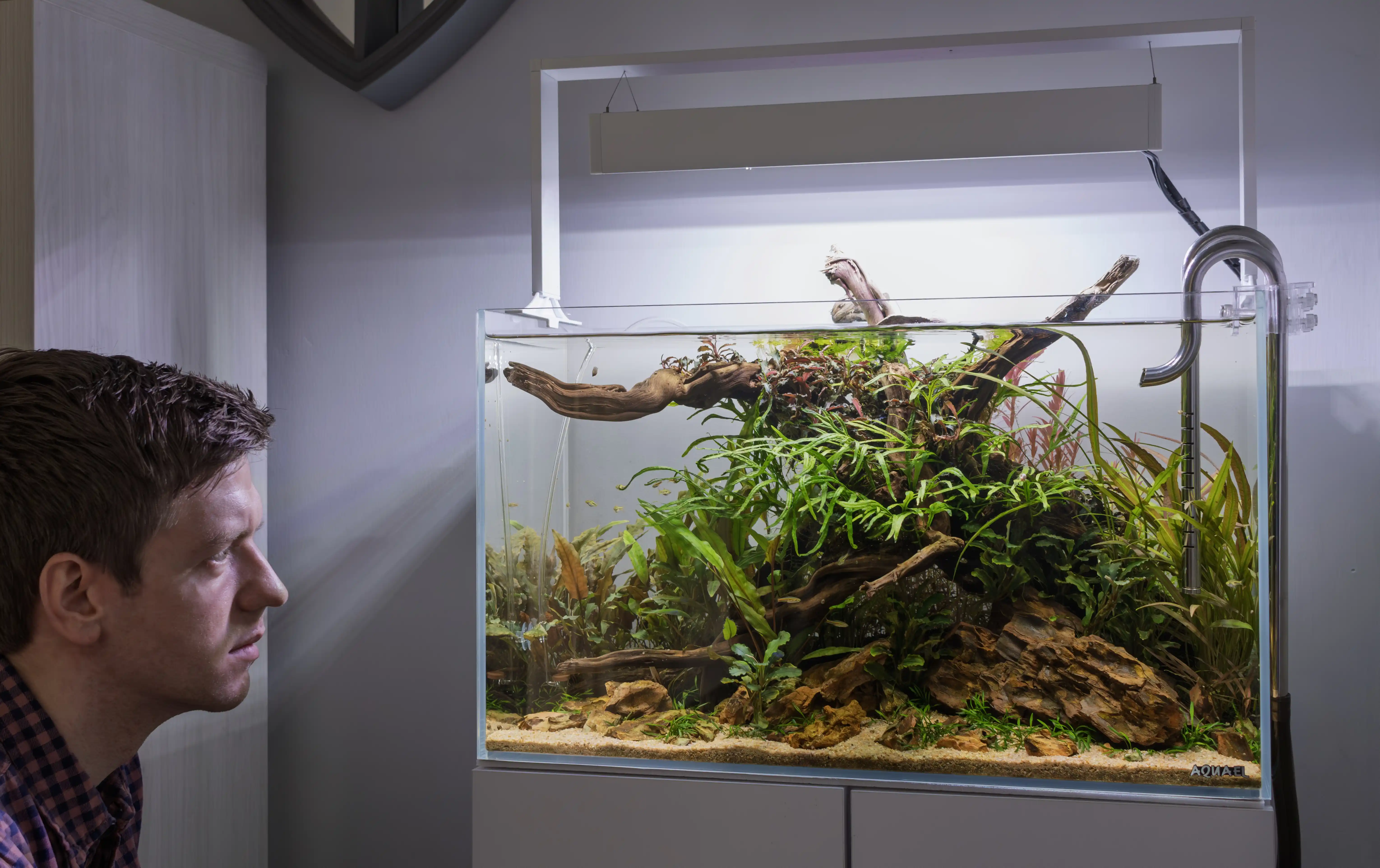 Visiting Alex Bell's low maintenance, high-tech aquascape - Practical ...