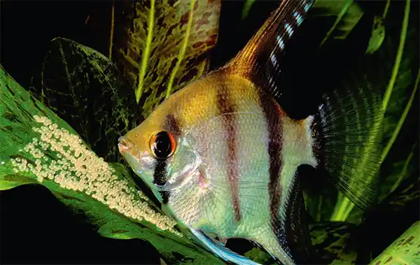 How do I hatch and rear Angels? - Practical Fishkeeping