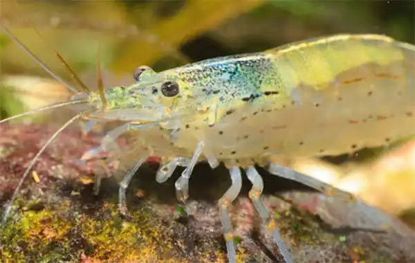 Can I safely add some shrimp? - Practical Fishkeeping