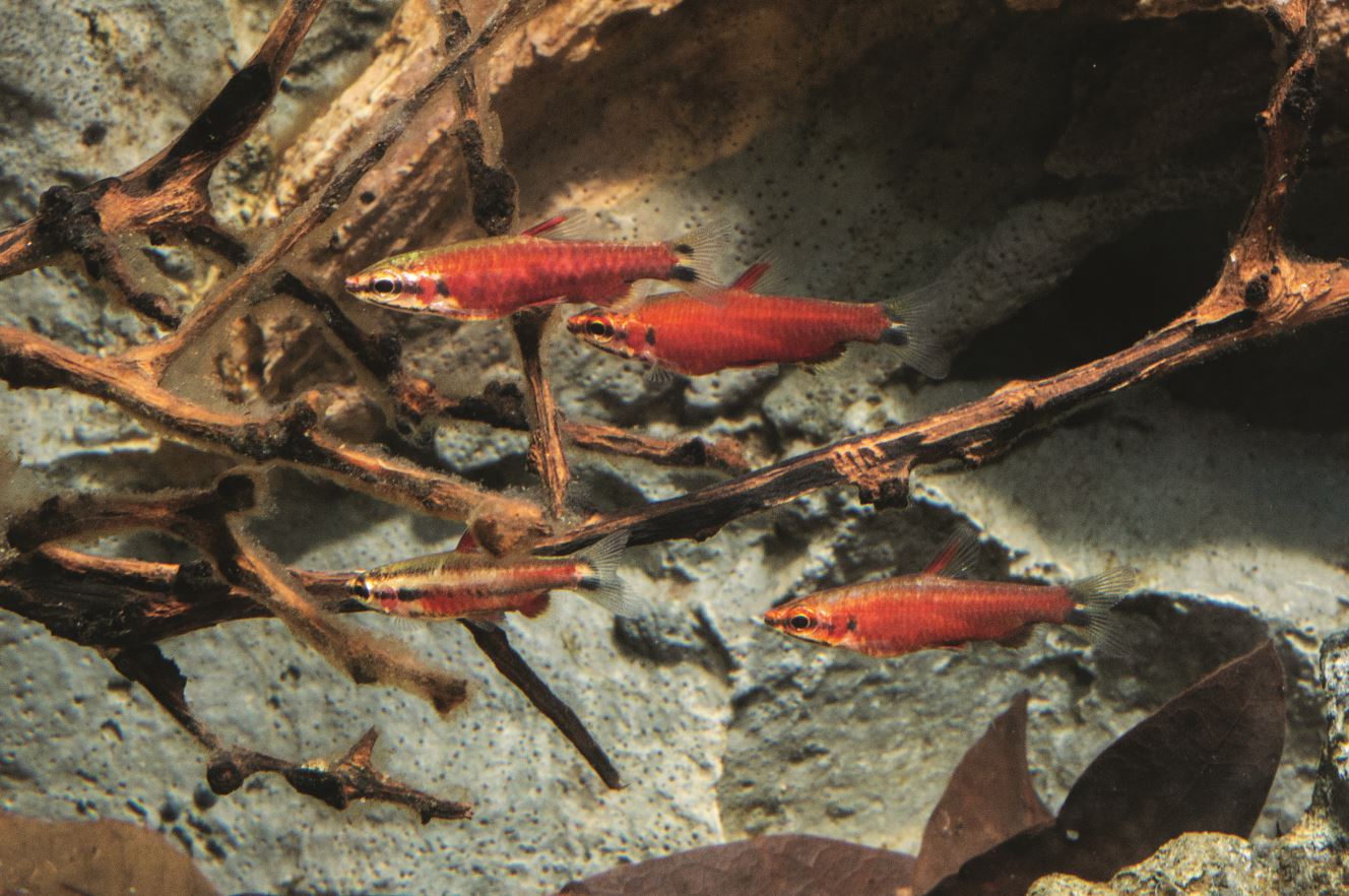 Cenepa Red Pencilfish - Practical Fishkeeping