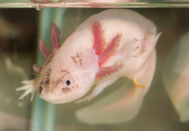 Are Axolotls easy to keep? A Complete Guide to Caring for Axolotls ...