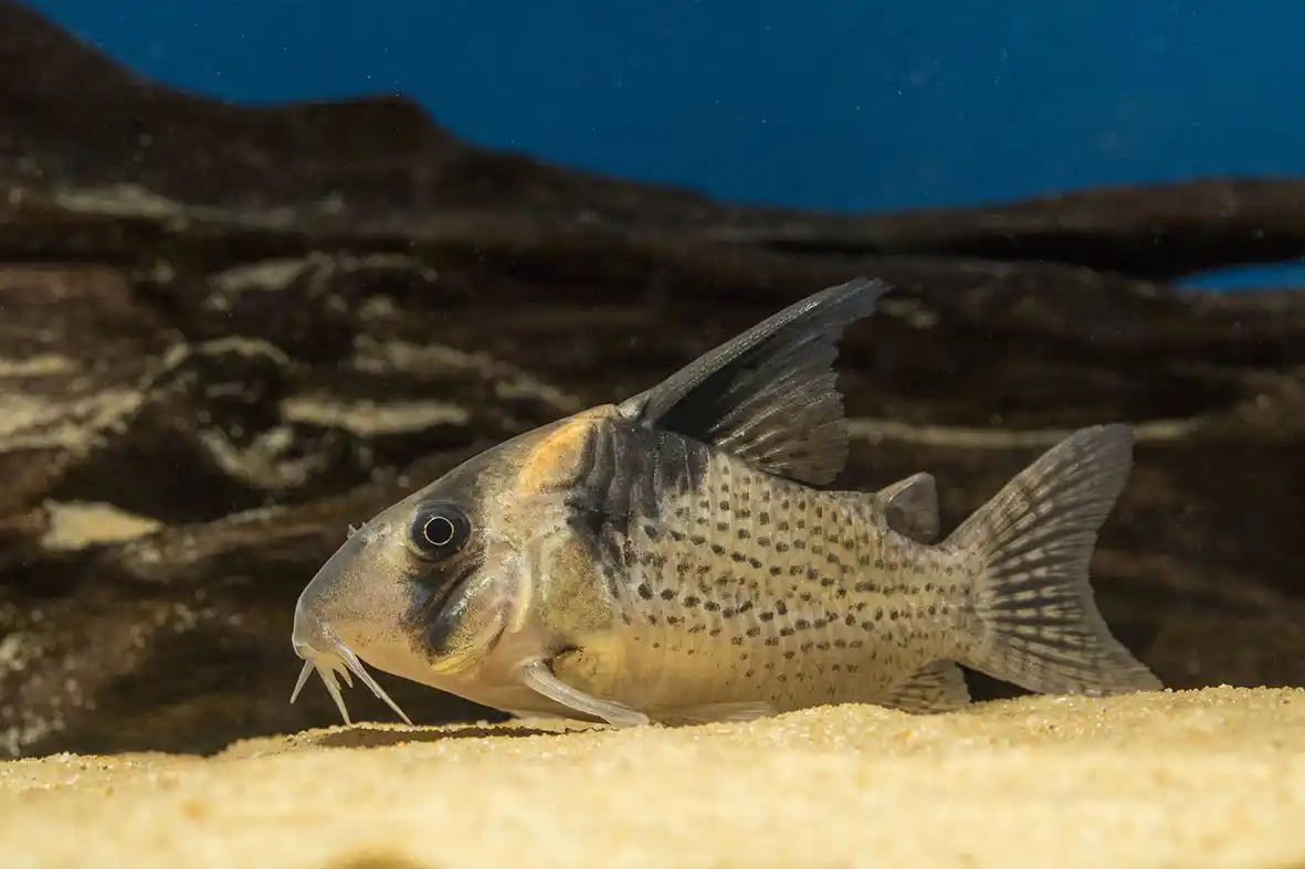 Corydoradinae revision changes names for hundreds of species ...