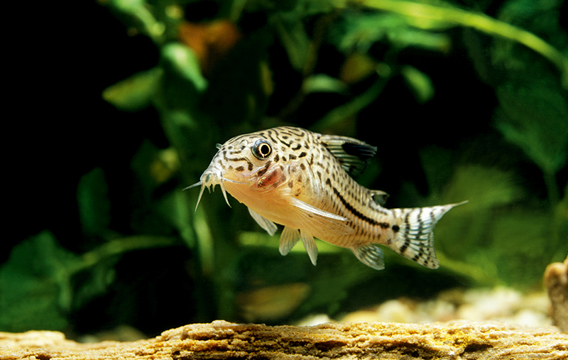 Can a tank be too deep for some fish? - Practical Fishkeeping