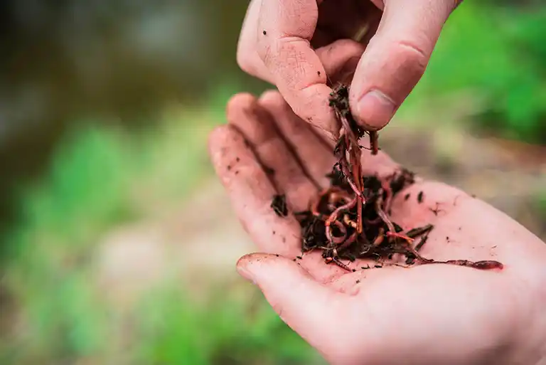 Can I feed earthworms to my fish? - Practical Fishkeeping