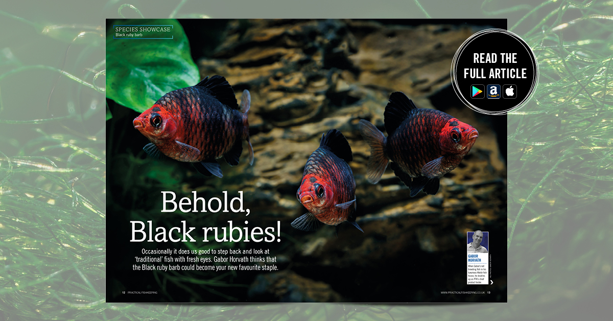 Behold Black Rubies! - Practical Fishkeeping