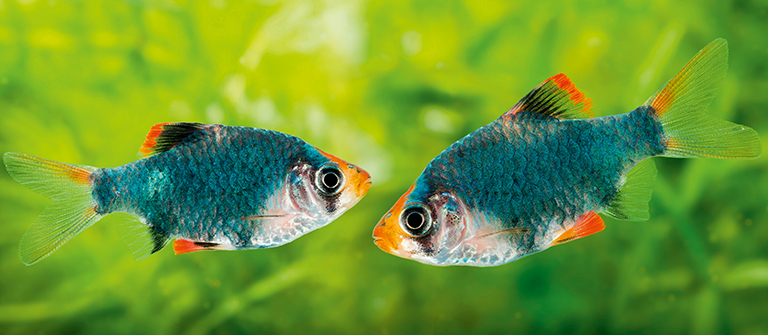 Are these barbs ready to spawn? - Practical Fishkeeping