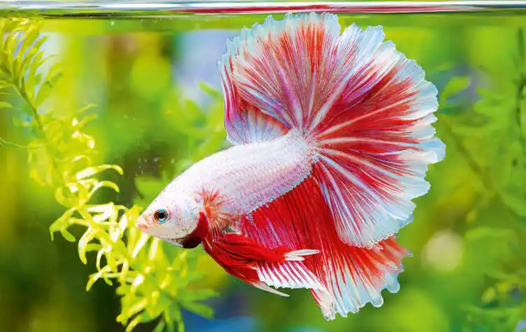 How should I adjust this water? - Practical Fishkeeping