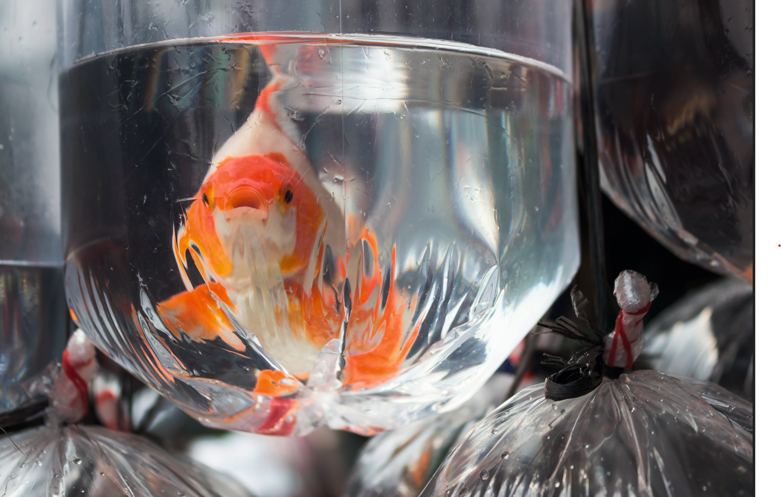 What you need to know about bagging fish - Practical Fishkeeping