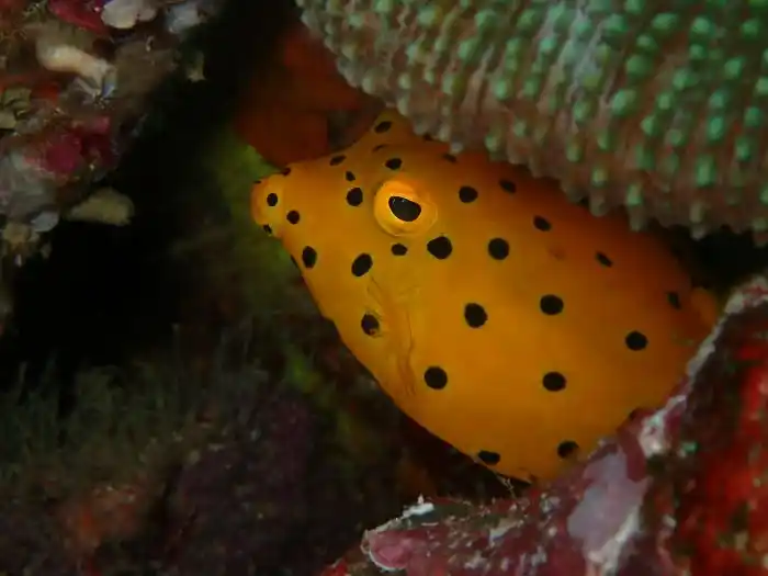 Is a yellow boxfish worth it? - Practical Fishkeeping