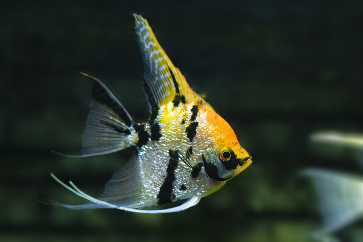 Freshwater Angelfish Aggressive Behavior ANGELFISH FW BLUE ZEBRA