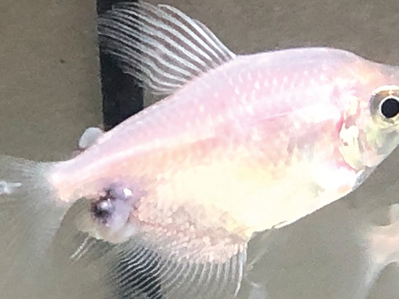 What’s causing these lumps on my fish? - Practical Fishkeeping