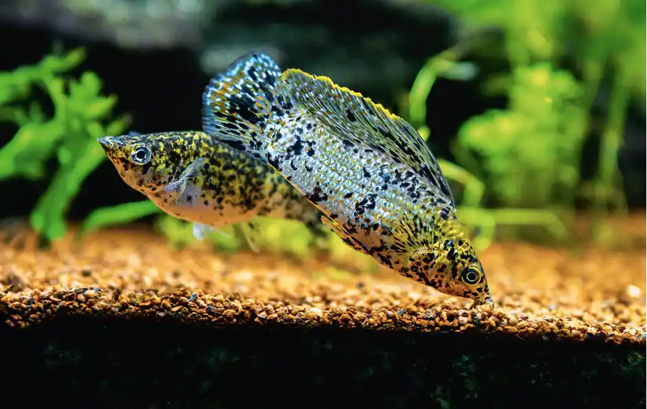 Making sense of the molly muddle - Practical Fishkeeping