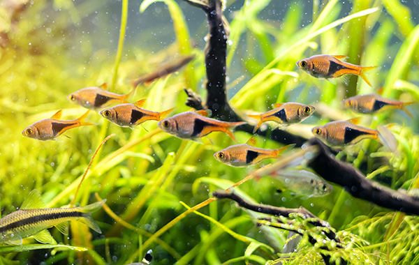 Preparing your aquarium for COVID-19 isolation - Practical Fishkeeping