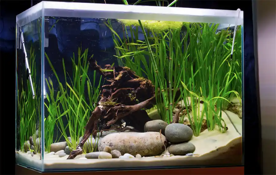 Setting up your first fish tank - Practical Fishkeeping
