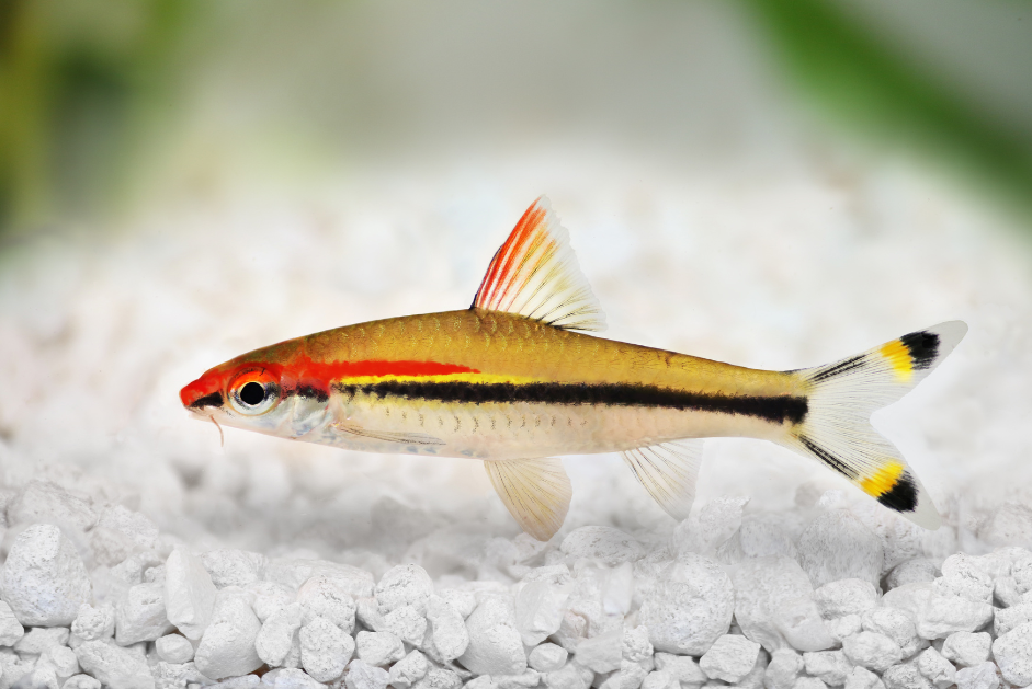 A guide to Red lined torpedo barb (Dawkinsia denisoni) - Practical ...
