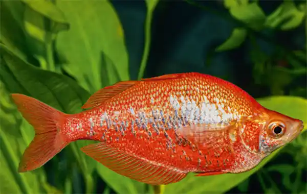 Can I add more rainbows? - Practical Fishkeeping