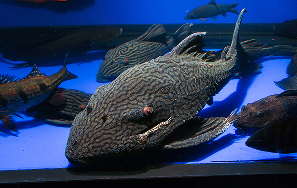 The role of the micribiomes in fish - Practical Fishkeeping