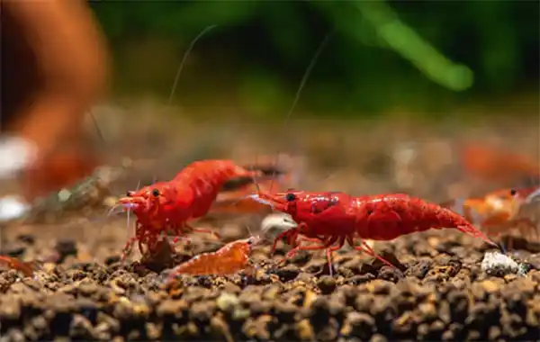 Is a greenhouse aquarium suitable for shrimp? - Practical Fishkeeping