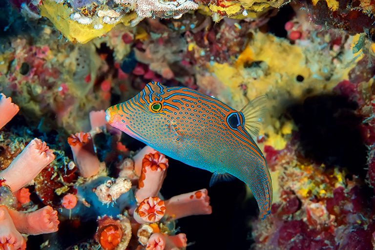 Is there a reef-safe puffer? - Practical Fishkeeping