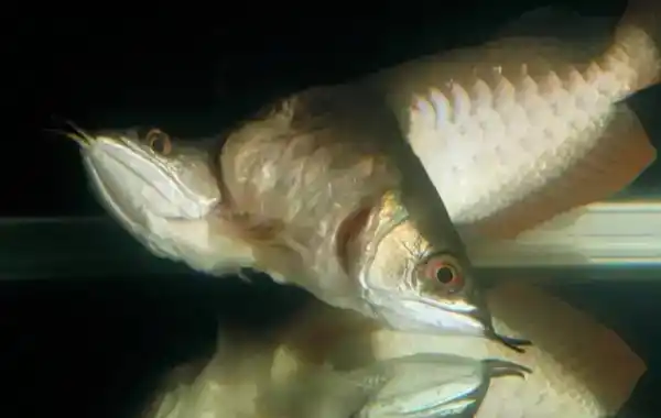 Weird fish: The two-headed arowana - Practical Fishkeeping