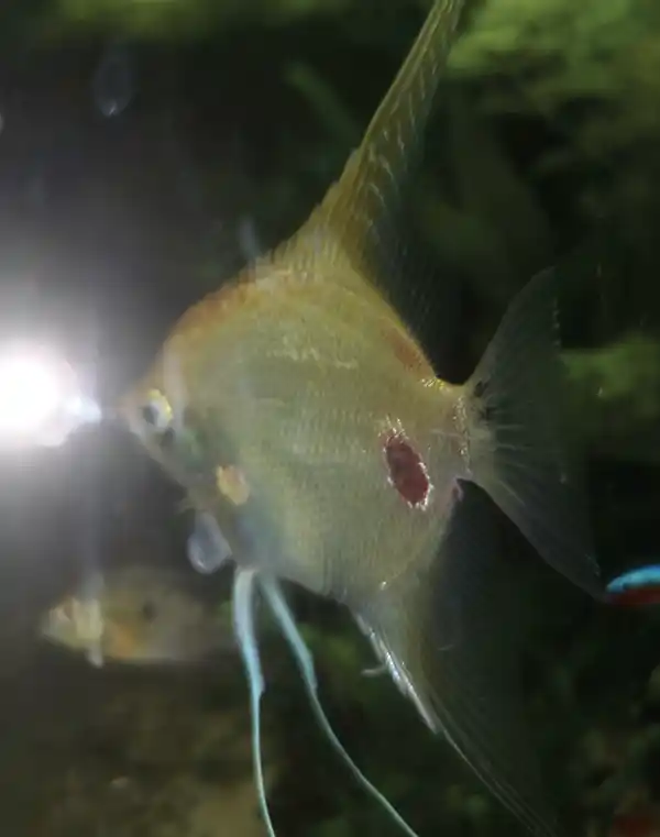 How do I treat this sore? - Practical Fishkeeping