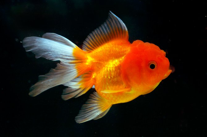 What should I do if my fish are gasping? - Practical Fishkeeping