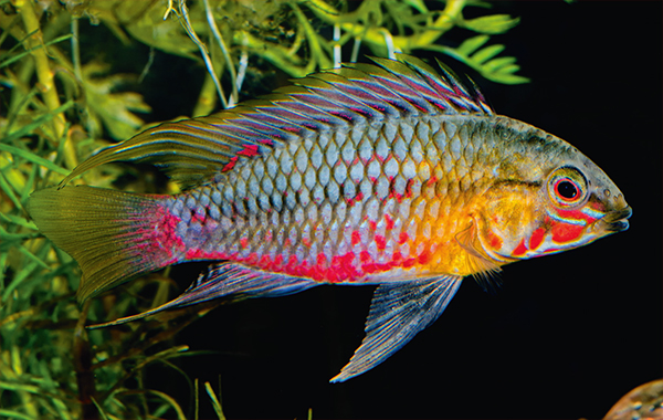 Which apistos are best for me? - Practical Fishkeeping