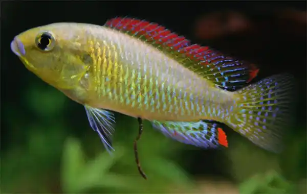 Why is my fish constipated? - Practical Fishkeeping