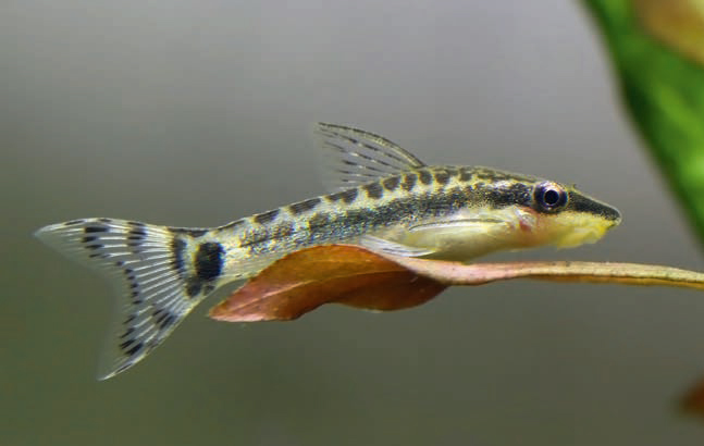 Your hobby needs you! - Practical Fishkeeping