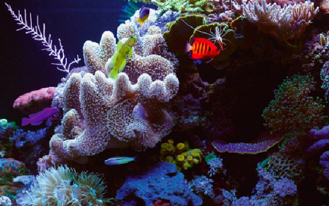 Your tanks: John Clipperton - Practical Fishkeeping