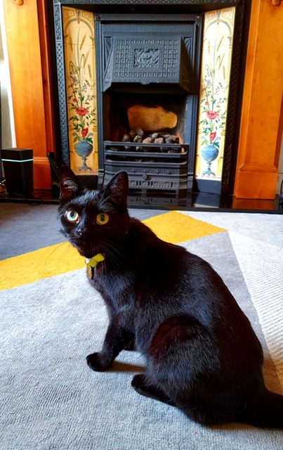 Shadow - Ann-Marie Chandler - Your Cat