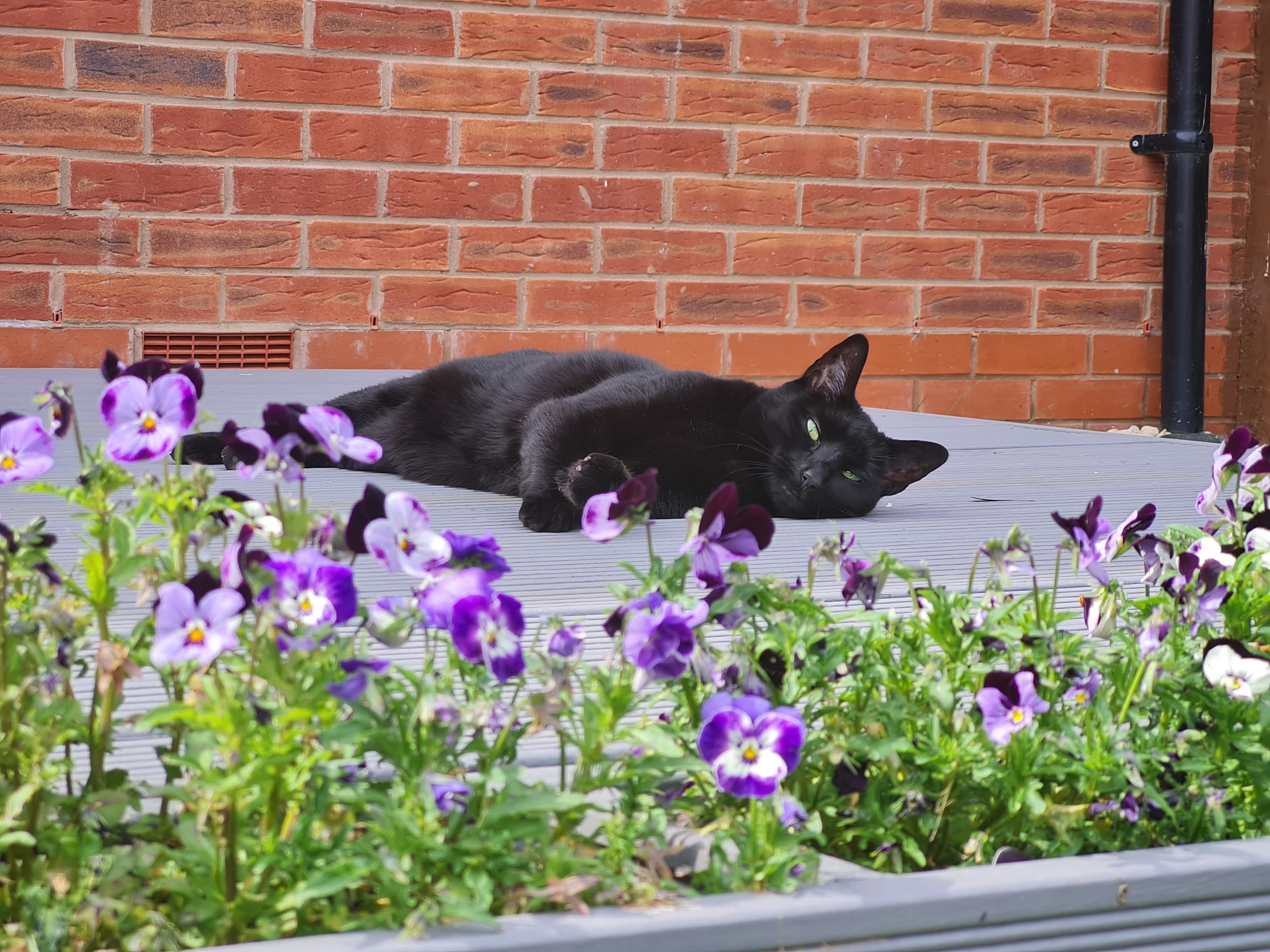 Naya - Jennifer Brown - Your Cat