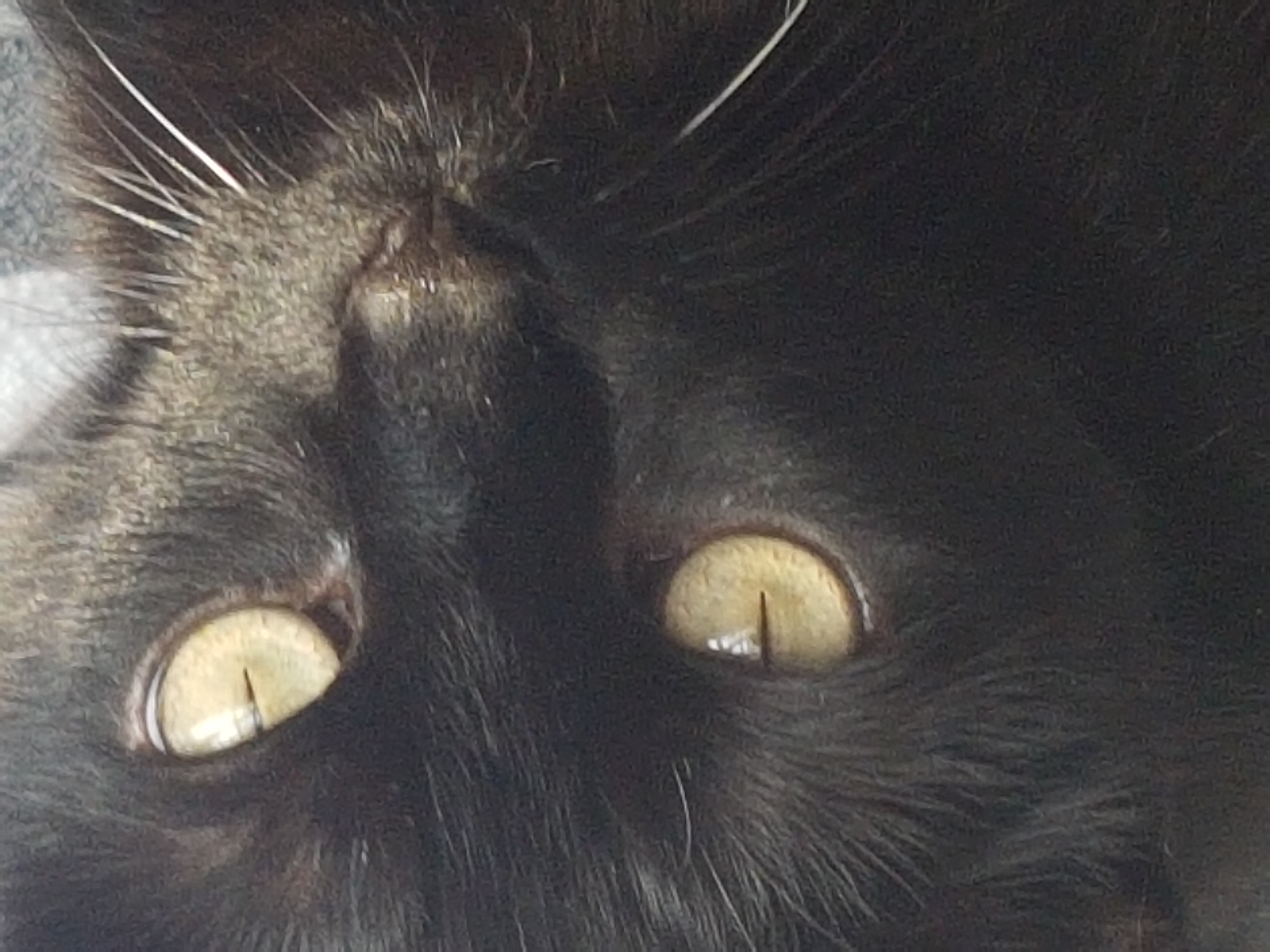 Kevin - Katy Monaghan - Your Cat