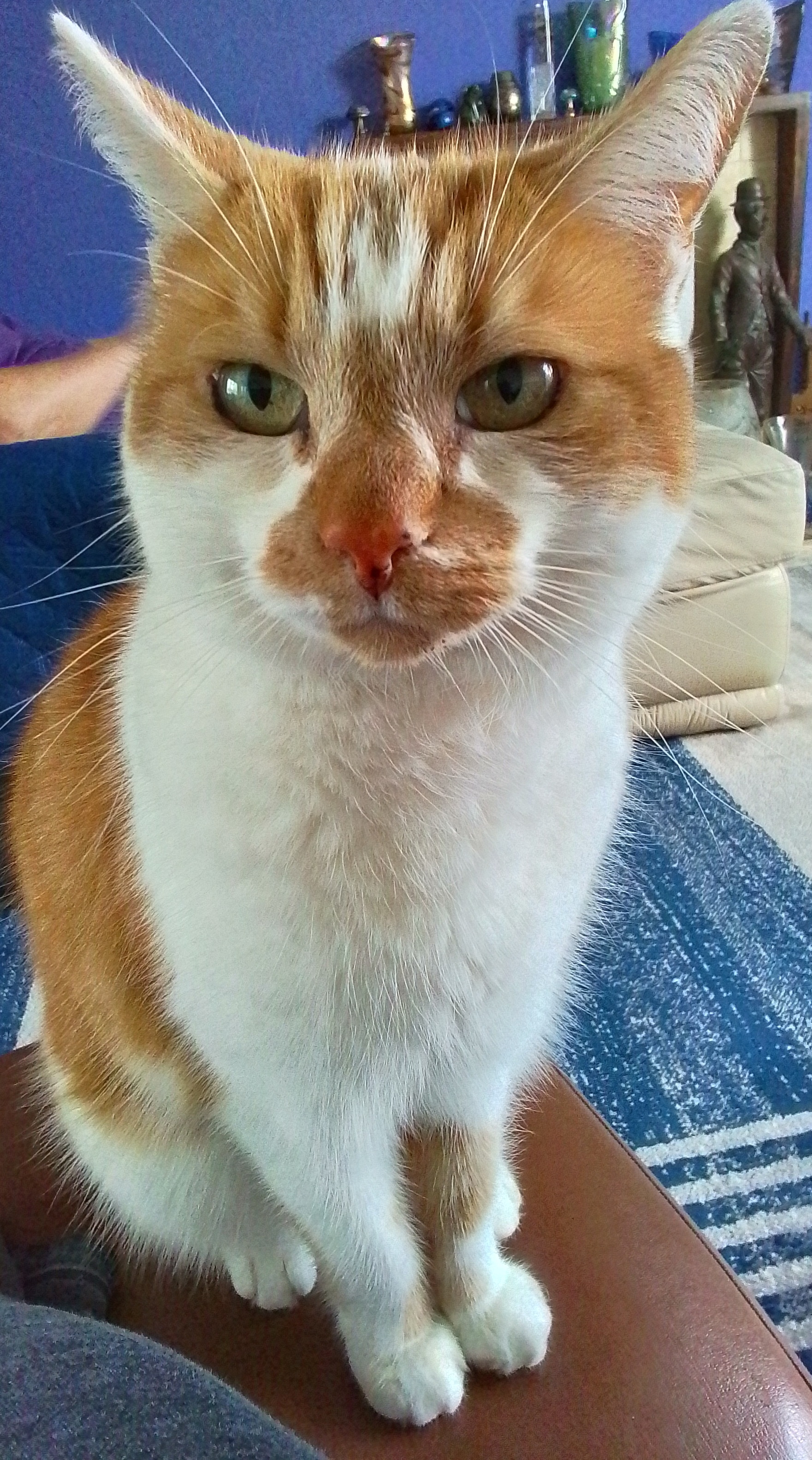 Ziggy - Sue Jackson - Your Cat