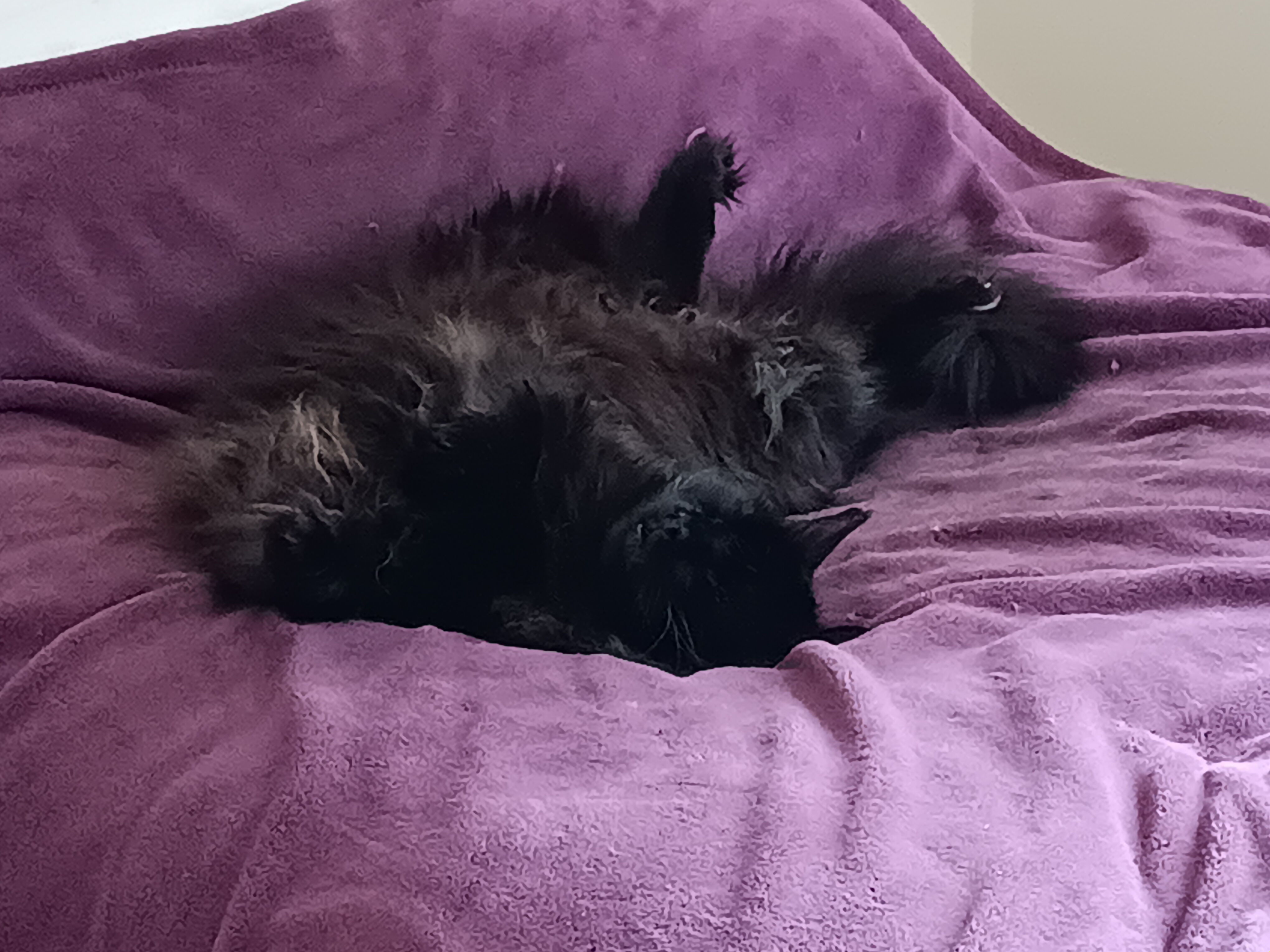 George - Janette Morton - Your Cat