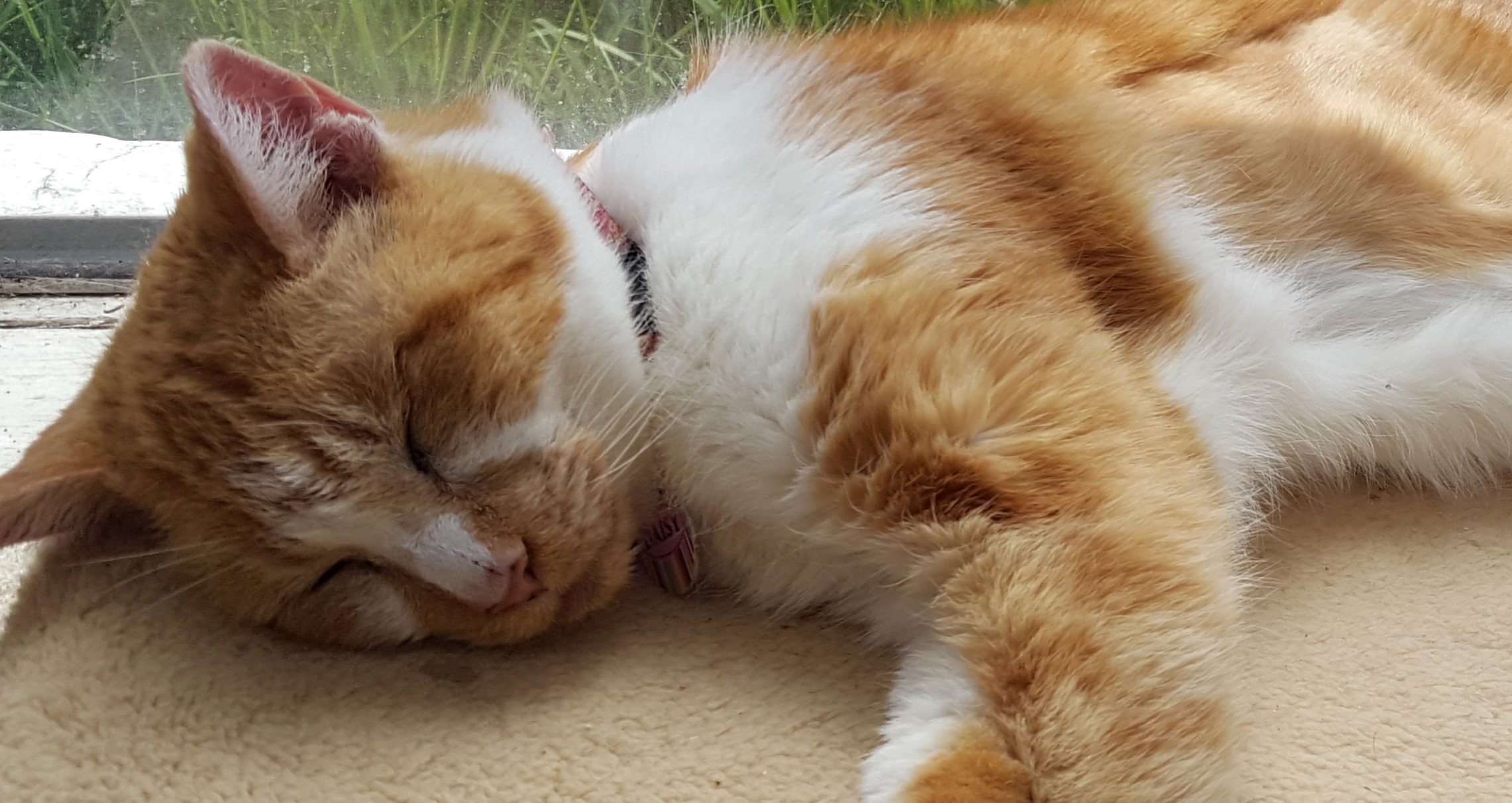 Daisy - Nicola Garrett - Your Cat