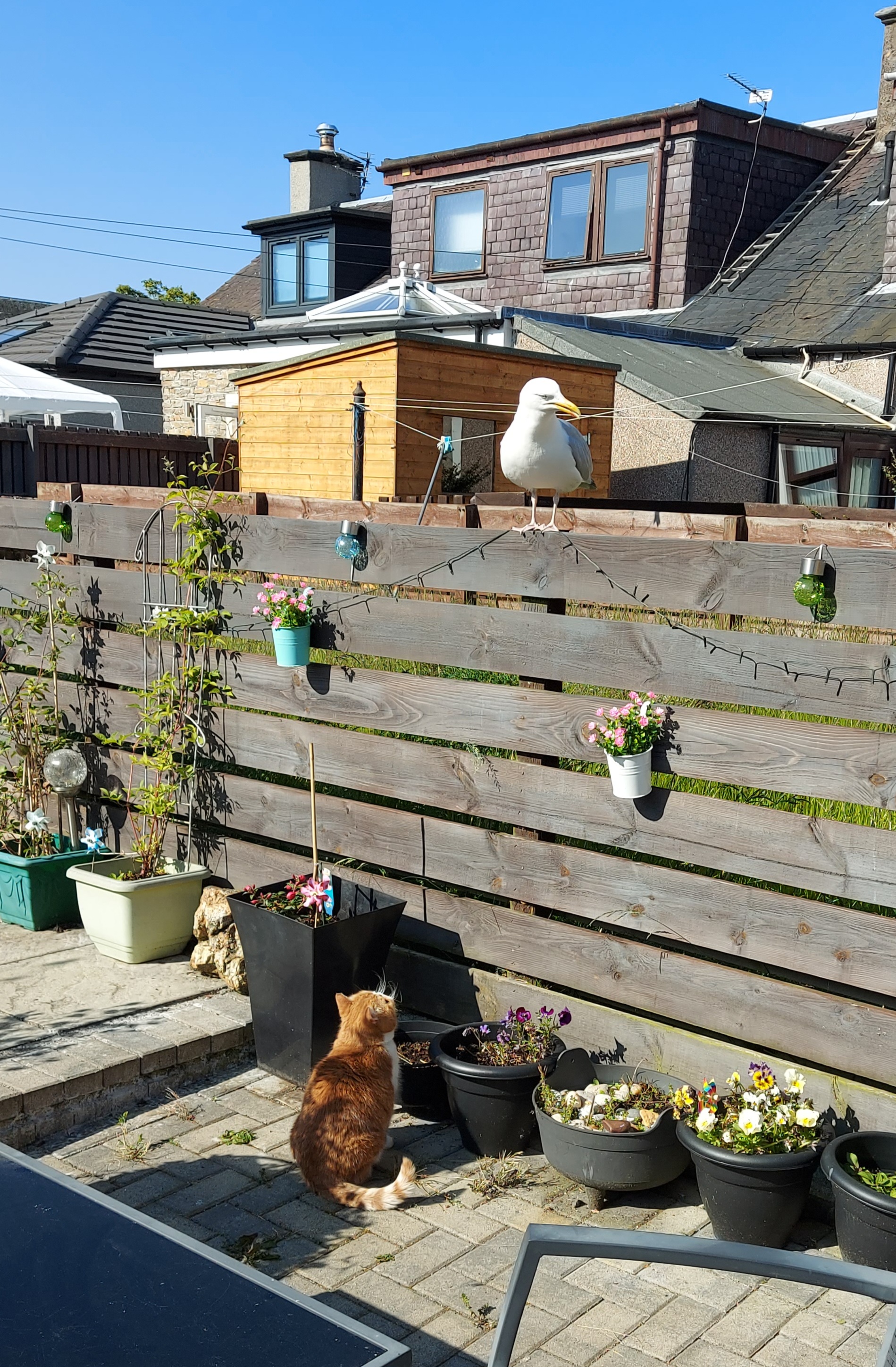 GARFIELD - Ailsa Wilson - Your Cat