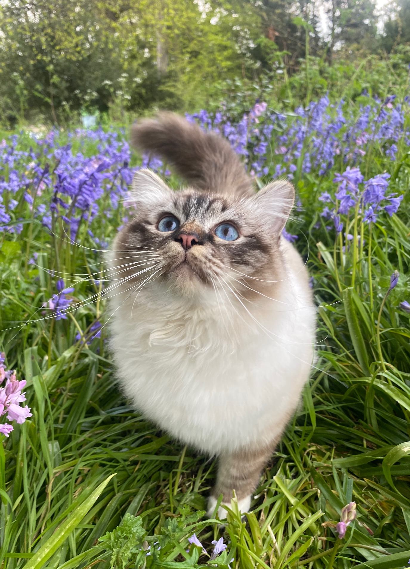 Gino - Helen Kersley-Allinson - Your Cat