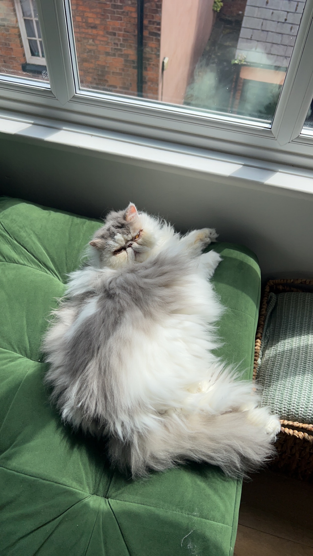 Meg - Gemma Hill - Your Cat