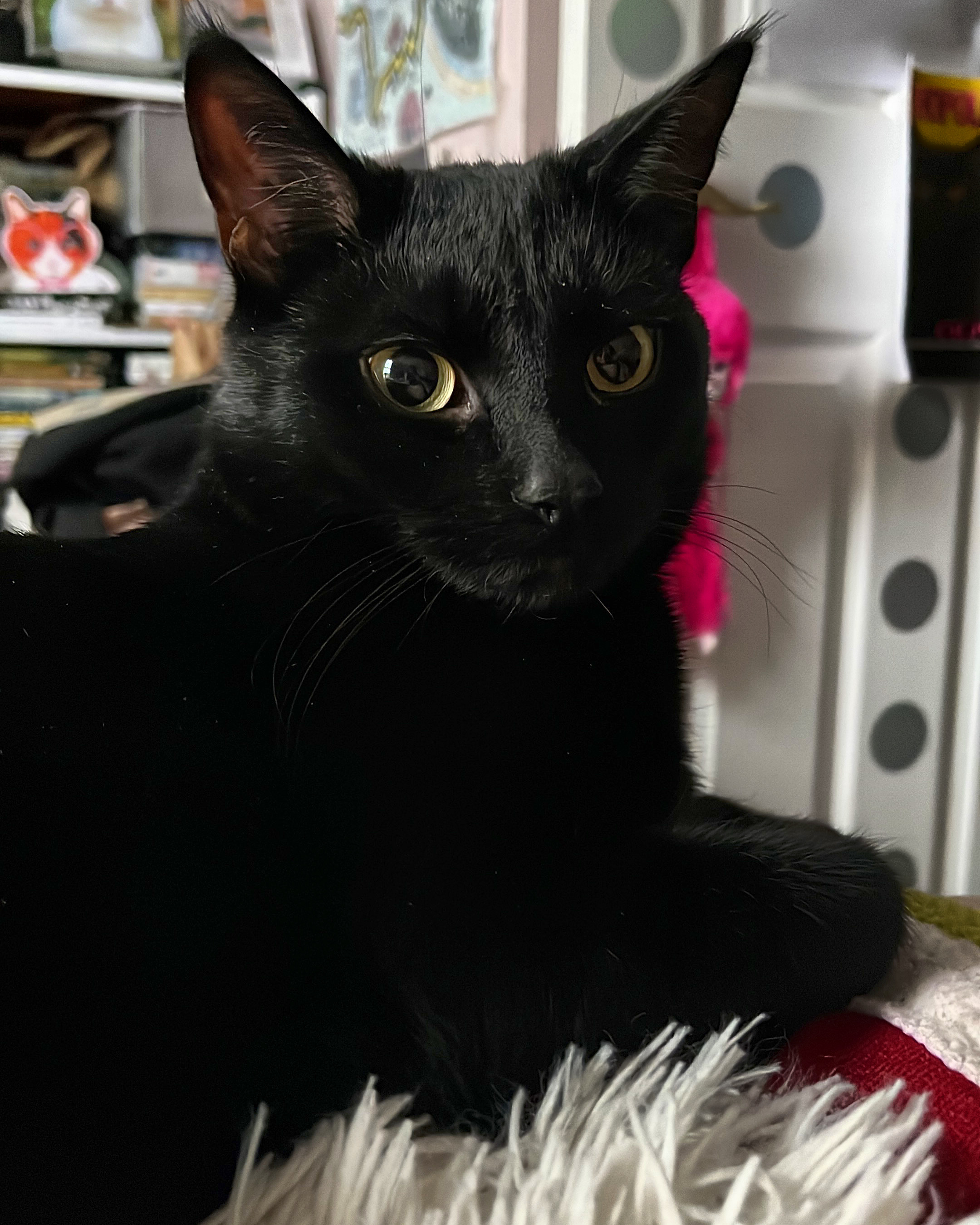 Oliver - Cearra Howey - Your Cat