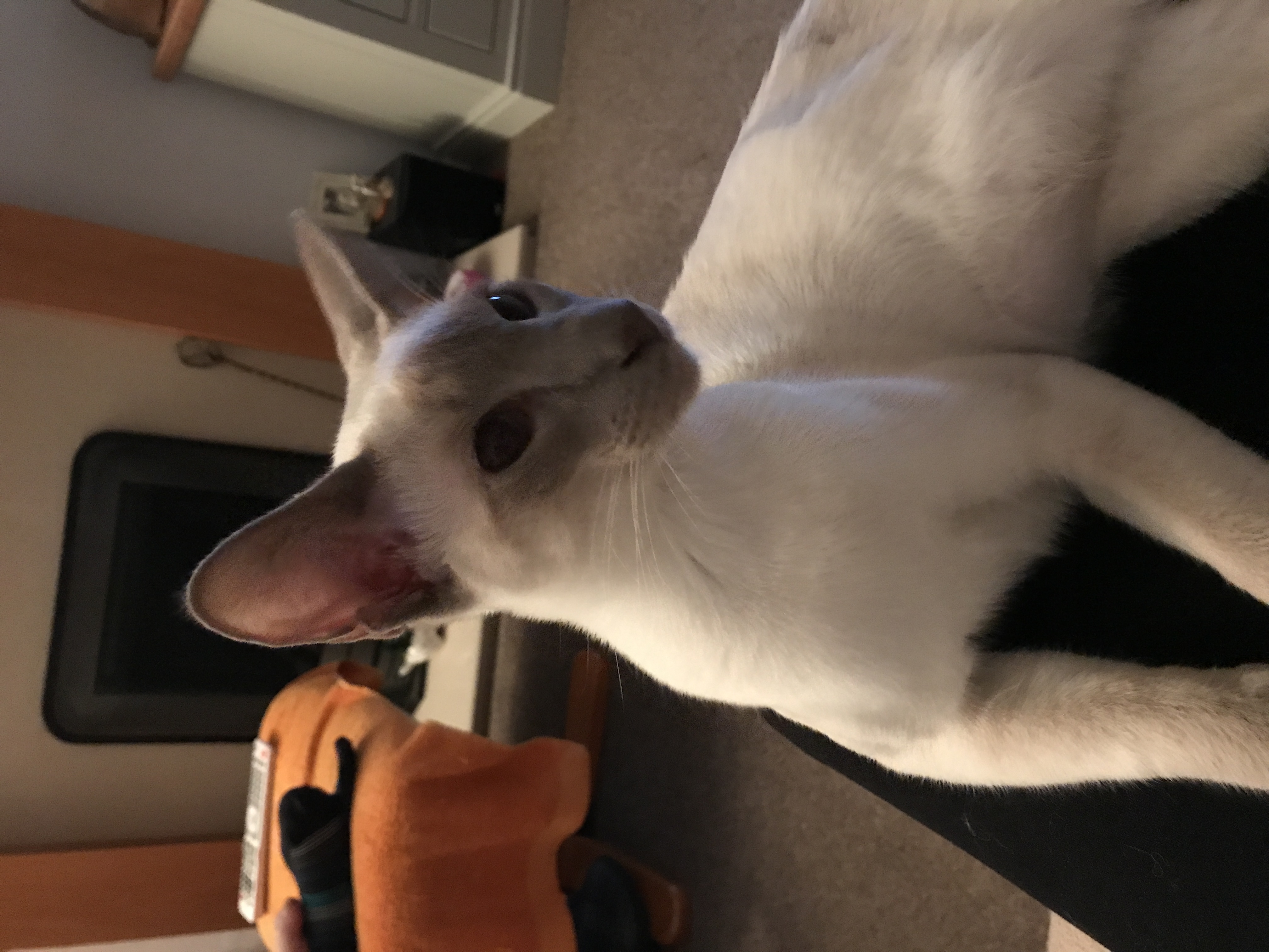 Fudge - Ann Warrior - Your Cat